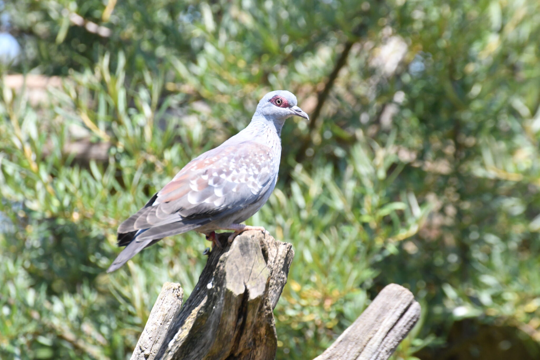 The Speckled Pigeon at Cotswold Wildlife Park - Backyard Poultry